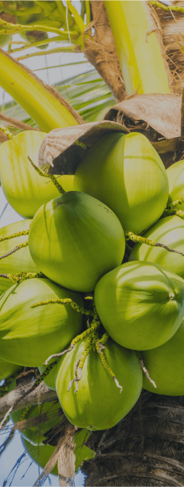 The Coconut Industry Board of Jamaica